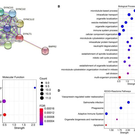 Figure E Ppi Network And Functional Annotation Of Dynltt A Ppi