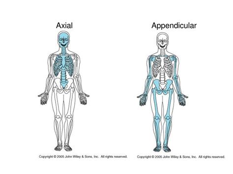 Chapter 7 The Axial Skeleton Ppt Download