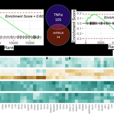 Gene Set Enrichment Analysis Diagram Shows The Enrichment Of Nfκb Download Scientific Diagram