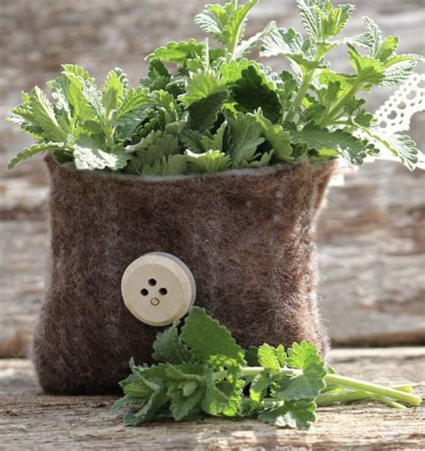 The Plant Behind The Oil Catnip