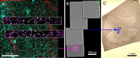 frontiers reconstructing neural circuits using multiresolution