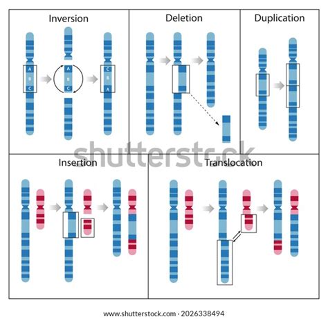 Chromosomal Mutation Duplication