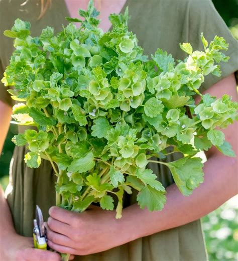 Bells Of Ireland Seeds Pixie Bells Dwarf Agmfragrant Cutdriedshell
