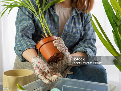아름다운 소녀 꽃집이 새로운 화분에 가정 식물을 이식하고 소녀는 식물을 돌보고 여자는 가정 식물을 심습니다 과학 실험에 대한 스톡 사진 및 기타 이미지 Istock