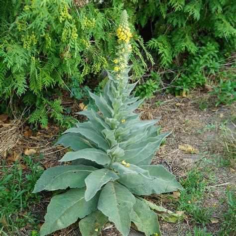 Common Mullein Plant