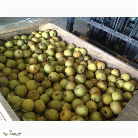 Продам ЯБЛОКИ оптом Херсонская обл Яблоки — Agrotorg