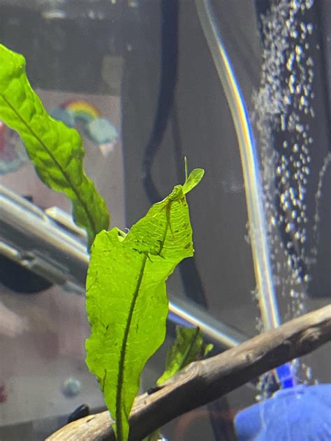 Java Fern Babies Rplantedtank