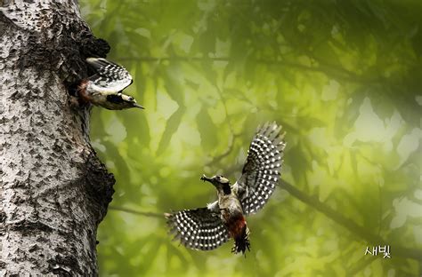 새빛으로 여는 세상 오색딱따구리 육추2