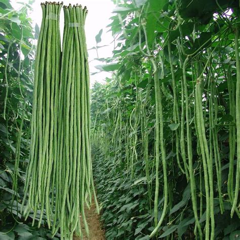 String Beans Plant