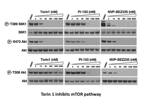 Torin 1 Mtor Inhibitor Potent And Selective Cas 1222998 36 8