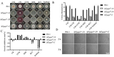 Deletion Of Fgap1 σ Resulted In Cell Wall Integrity And Osmotic