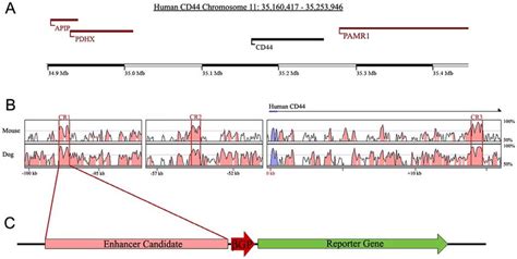 prediction of cis regulatory elements for cd44 expression using