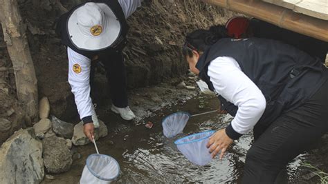 Control Larvario Con Peces “guppi” Una Alternativa Natural Y Práctica