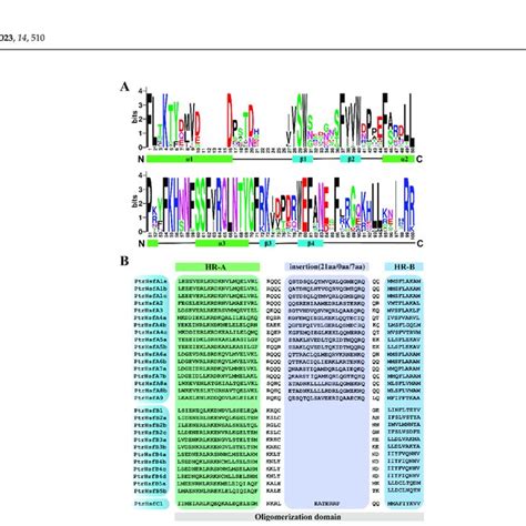 Visualization Of The Dna Binding Domains And Oligomerization Domain Of Download Scientific
