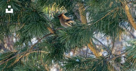 A Bird Is Perched In A Pine Tree Photo Free Bird Image On Unsplash