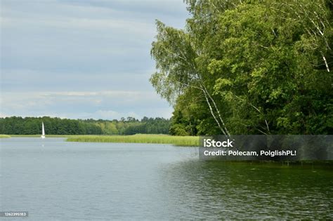 여름에 저수지를 횡단하는 흰색 보트 또는 기타 선박이있는 일부 갈대 근처에 위치한 광대하면서도 얕은 강 이나 호수 의 가장자리 옆에 자라는 울창한 숲이나 황무지의 전망 0