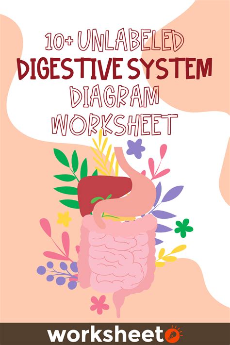 11 Unlabeled Digestive System Diagram Worksheet Free Pdf At