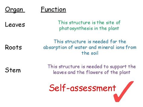 Leaves Progress Indicators Describe The Structure And Function