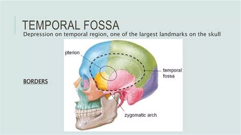 Temporal And Infratemporal Regions Pptx