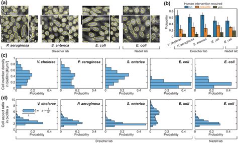 stardist opp segmentations on biofilms of different bacterial species