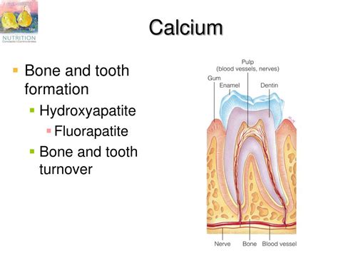 Ppt Chapter 8 Water And Minerals Powerpoint Presentation Free