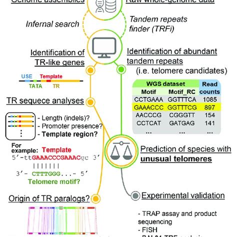 Fluorescence In Situ Hybridization Mapping Of Candidate Telomeric
