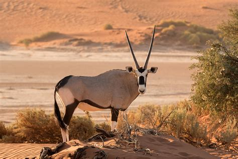 Oryx Forum Für Naturfotografen