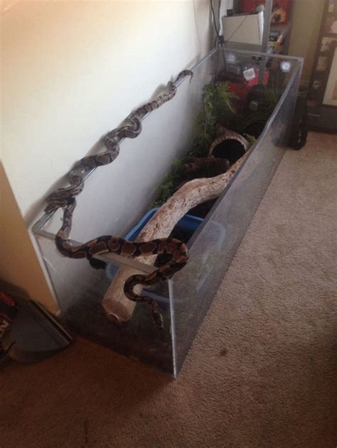 How To Make A Ball Python Enclosure At Alex Mckean Blog How To Make A Ball Python Enclosure At Alex Mckean Blog