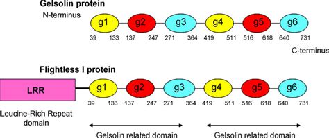 schematic diagram of structure and domain homology between flii and