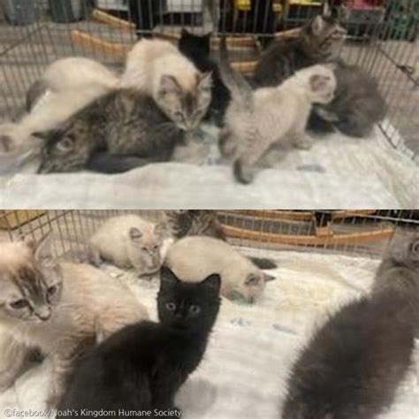 밀봉된 리빙박스 열어보니 비좁은 공간에 웅크린 어미와 7마리 새끼 고양이 노트펫