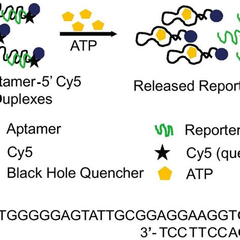 Reversible Atp Aptamer Probe And Its Regeneration A A 14 Adenosine