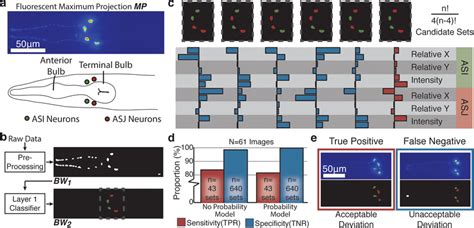 Second Layer Classifier For Cell Pattern Recognition And Download