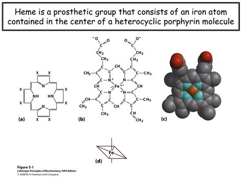 Ppt Chapter 5 1 Reversible Ligand Binding Of Oxygen And Chapter 5 2 Antibodies Powerpoint