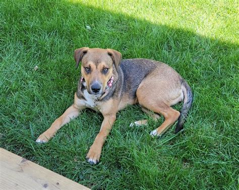 Bindi Take Me Home Dog Rescue