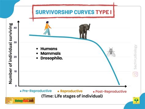 Survivorship Curves All 3 Types And Their Important Examples