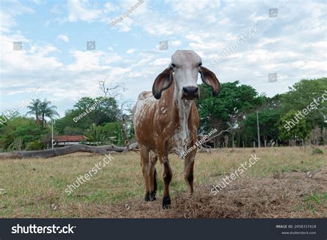 Biggest Cow In The World Images Stock Photos Vectors Shutterstock