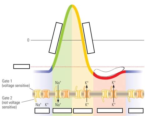 Action Potential Labeling — Printable Worksheet