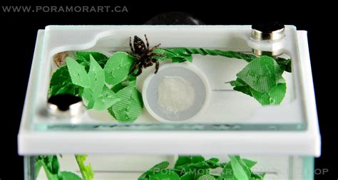 Jumping Spiders Enclosure Setup And Parameters Guide