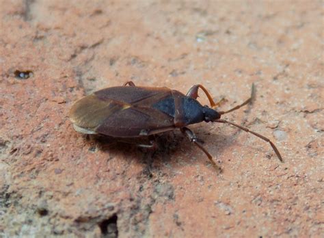 Pine Cone Bug Gastrodes Grossipes British Nature Guide