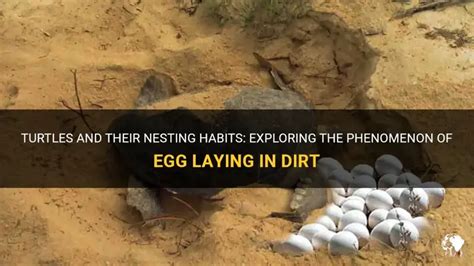 Turtles And Their Nesting Habits Exploring The Phenomenon Of Egg