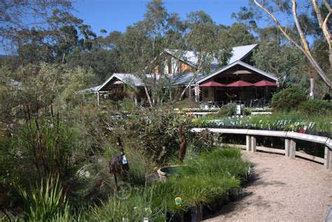 Native Plant Porn At Kuranga Nursery Mallee Design
