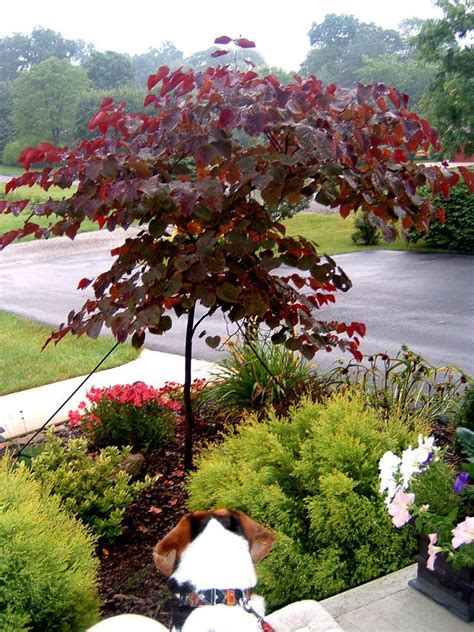 8 Ideas De Árbol Sangre Libanesa Jardines Diseño De Jardin Jardinería