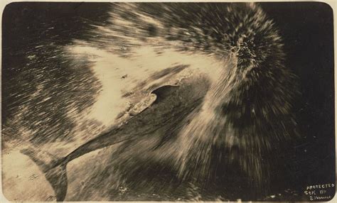 Pelorus Jack The Dolphin Who Piloted Ships Amusing Planet