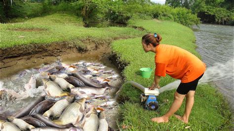 Catching wild fish | Pumping water outside the natural lake, catching ...