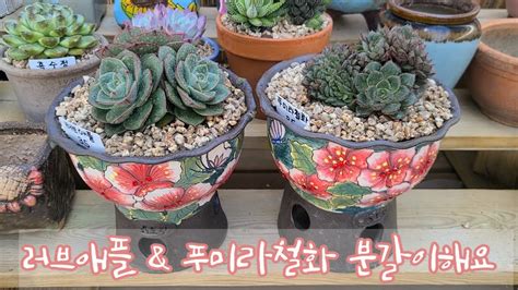 이렇게 귀한 군생 다부댁도 처음 봄~ 러브애플 And 푸미라철화 분갈이해요 Youtube