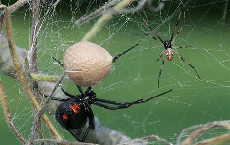 Blog Pest Spotlight Black Widow Spiders In Las Vegas