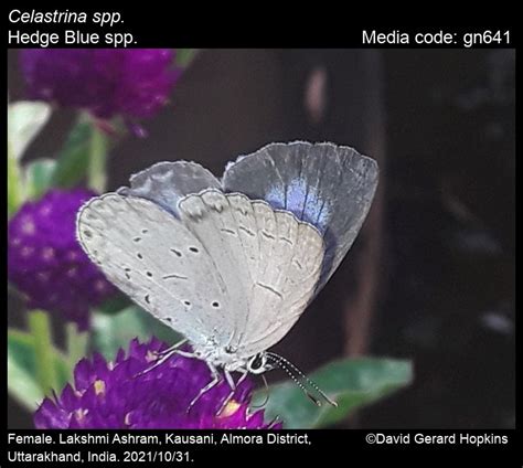 Celastrina Spp Butterfly