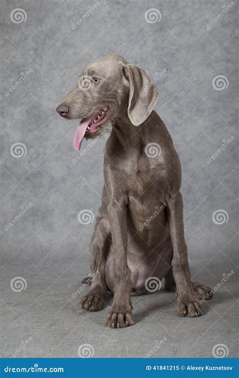 Are Slovakian Wirehaired Pointer Hypoallergenic