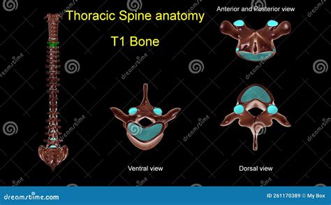Thoracic Spine T 1 Bone Anatomy For Medical Concept 3d Illustration Stock Illustration
