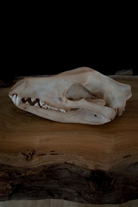 Tasmanian Tiger Skull Replica Thylacine Museum Quality Etsy